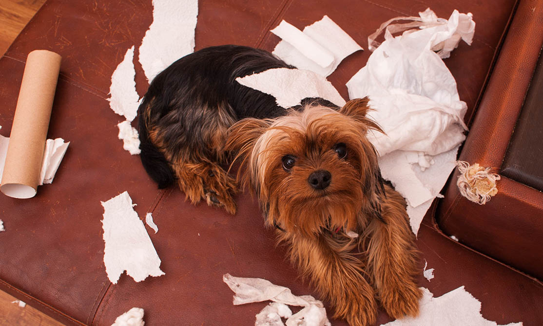 Dog Behavior Modification in Knoxville, TN